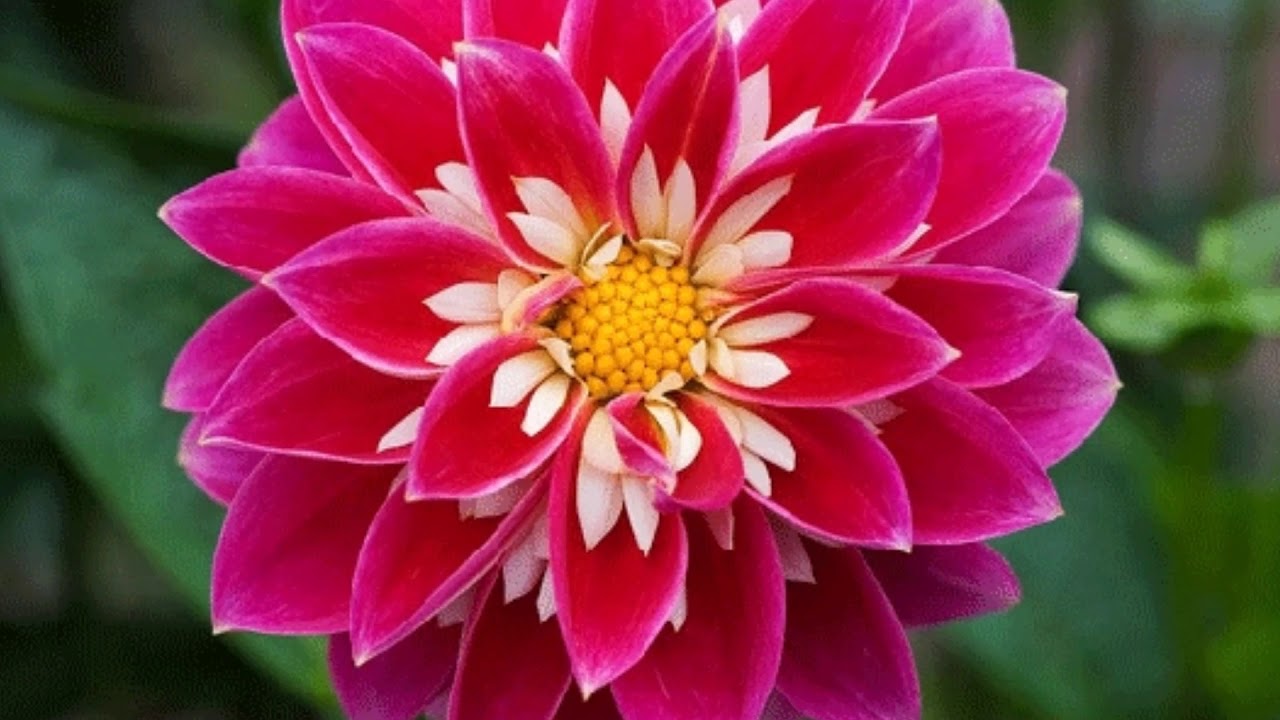 ¿Qué tienen en común una flor exótica y un programador junior? - Flores ...